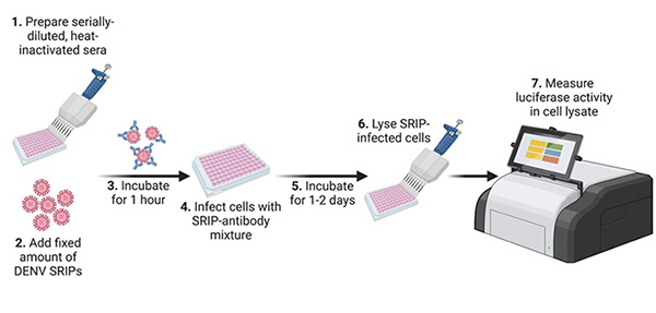 Tropical Viral Vaccine Development | Institute of Tropical Medicine ...